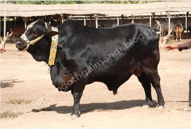 Sohrab Goth Gai Mandi Photos Gallery: Shah Cattle Farm 2008