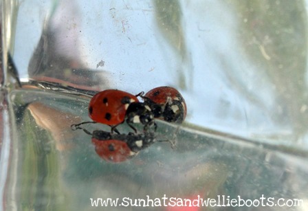 Sun Hats & Wellie Boots: Mirror Discovery Box - Ladybirds