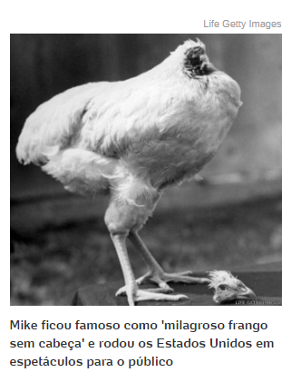 BLOG do Luciano Egidio: A história do frango Mike, que viveu mais de 1 ...