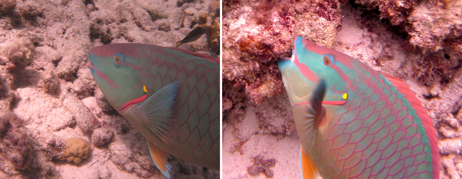 SearchReSearch: Parrotfish and sand production (part 2)