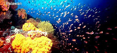 My Favorite Places in The World: Tubbataha Reef, Palawan