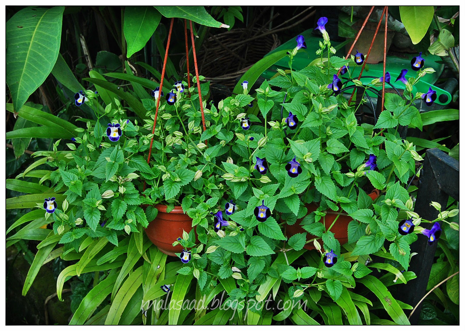 My Green Eye's: My Torenia Fournieri - Bunga Loceng