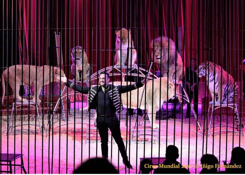 Circus News: FRANCESCO BEROSINI @ CIRCO DI VIENNA (I)