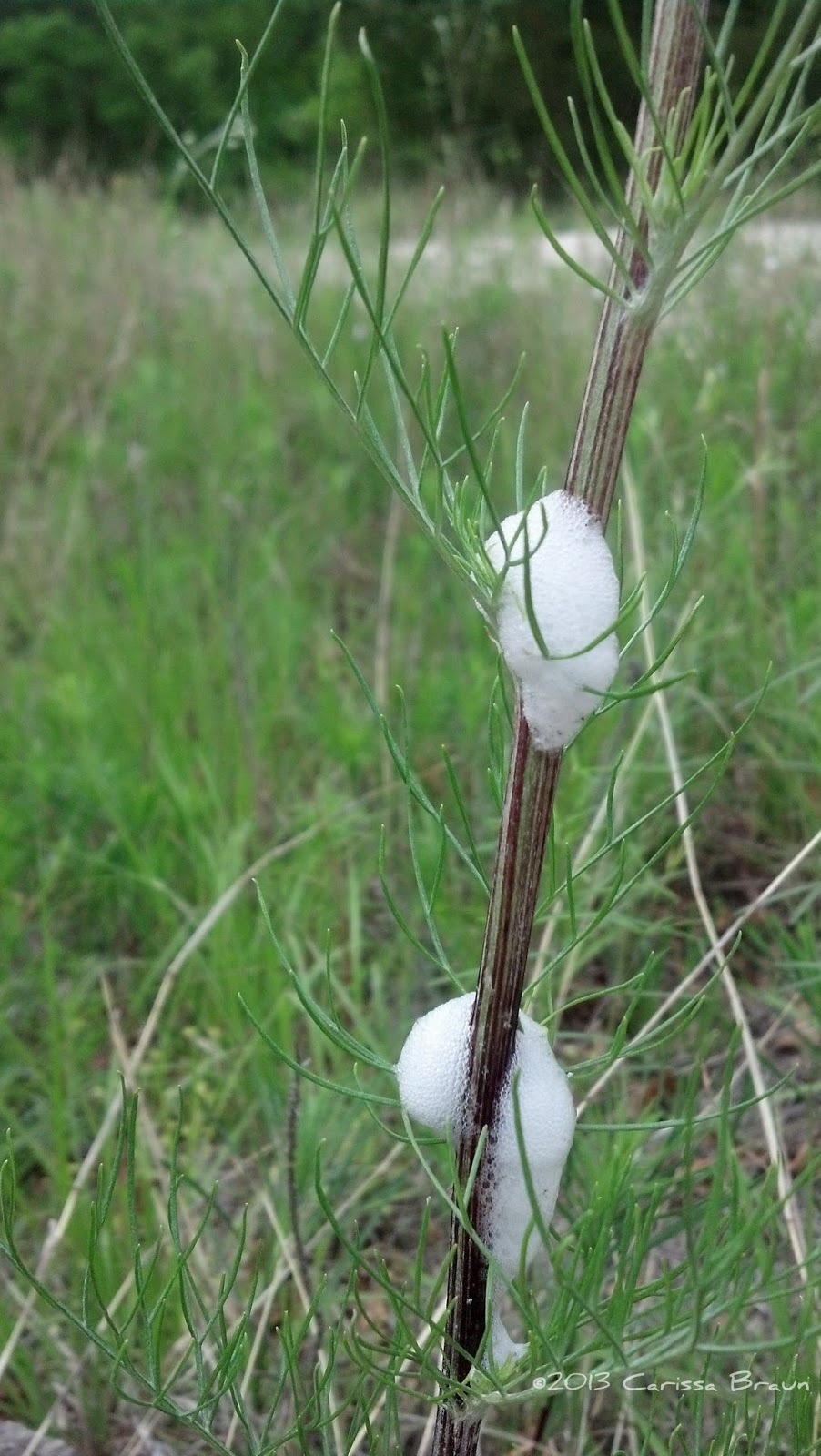 Nature Photography and Facts : Spittlebugs