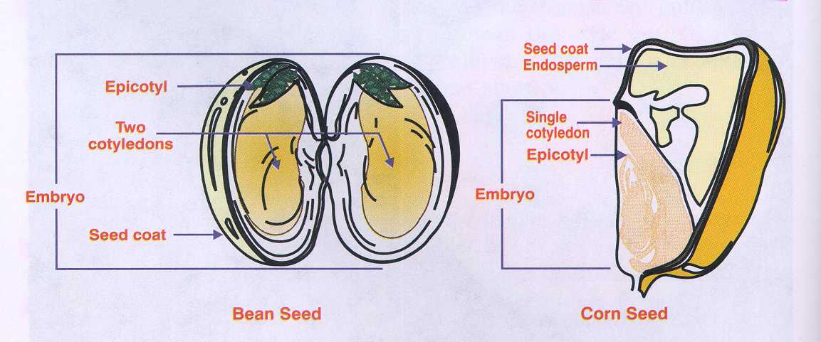 Labelled Diagram Of A Coconut Seed - orenpestnya