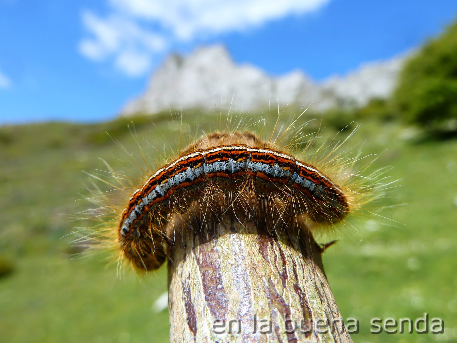 en la buena senda: El Gilbo