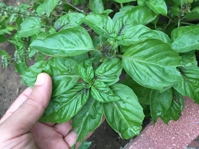 History of Basil
