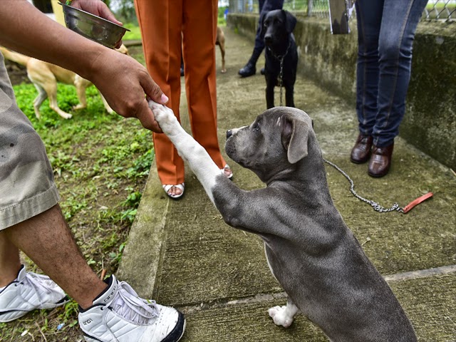 Inician terapia canina para presos con perros rescatados en cárceles de ...