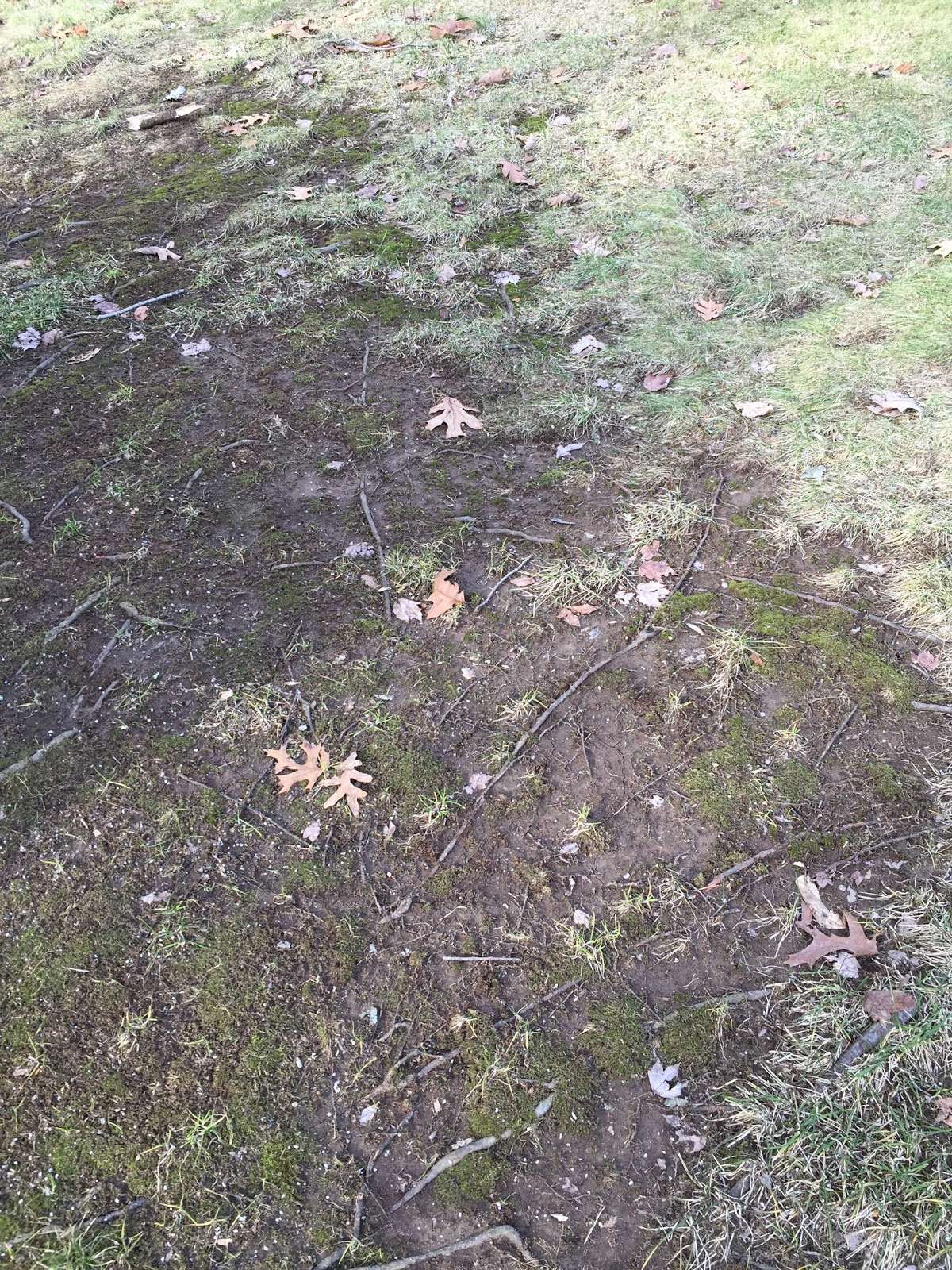 The Valley Local: Modeling Monday: Using Real Dirt for Scenery??