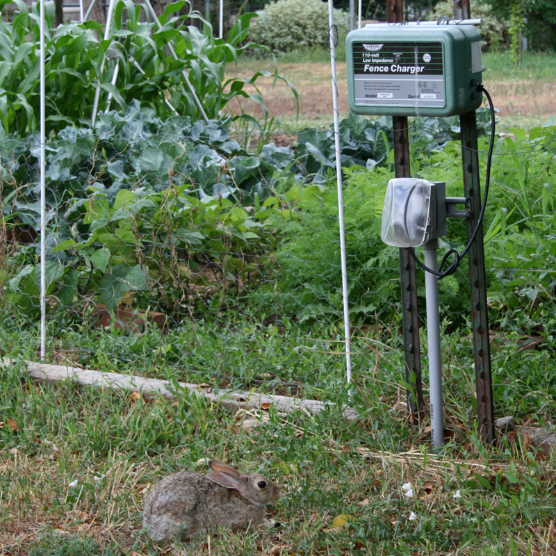 twenty pound tabby: Rabbit Proofing the Garden