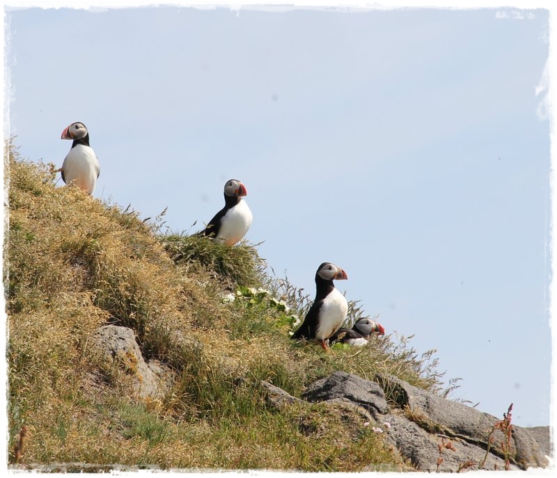 Gwundergarten: Tierisches Island / Animal Iceland