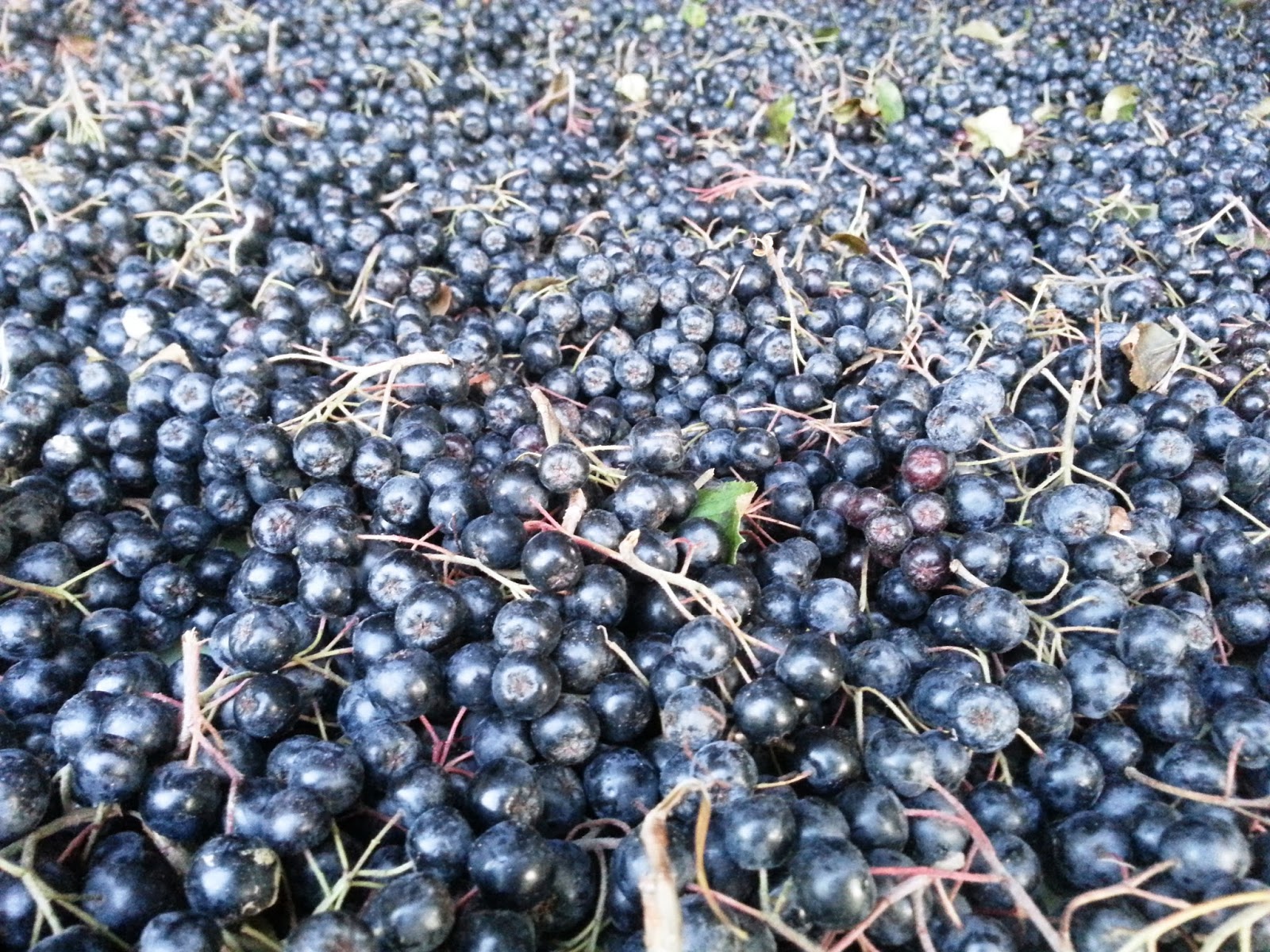 VANZARE PLANTE GOJI SI ARONIA | FRUCTE PROASPETE | CONGELATE