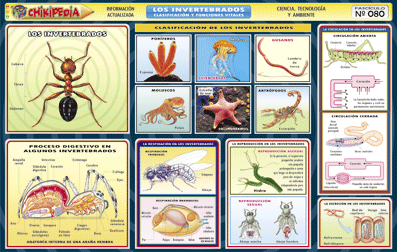 SURCANDO MARES DESDE CEIP EL FARO: CIENCIAS NATURALES
