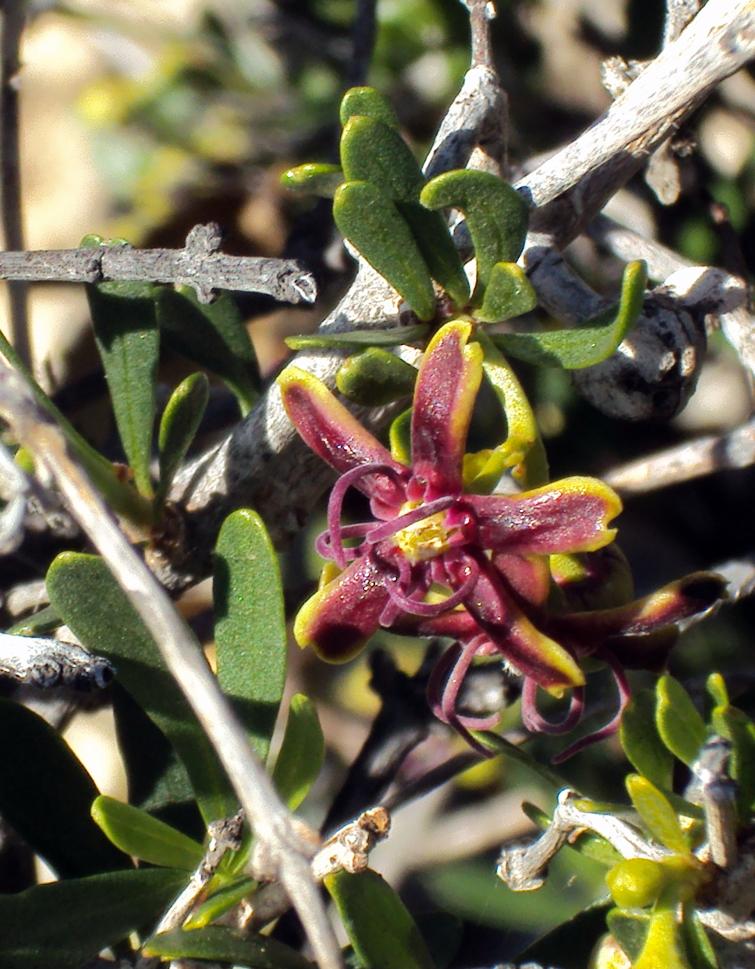 Taxonomía Plantae Magnoliopsida: Phylum Tracheophyta Clase ...
