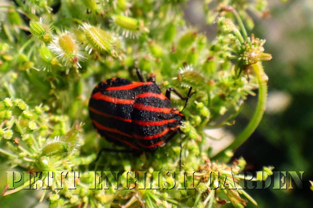 Petit English Garden of MARPLE & POIROT: RED STRIPED SHIELD BUGS