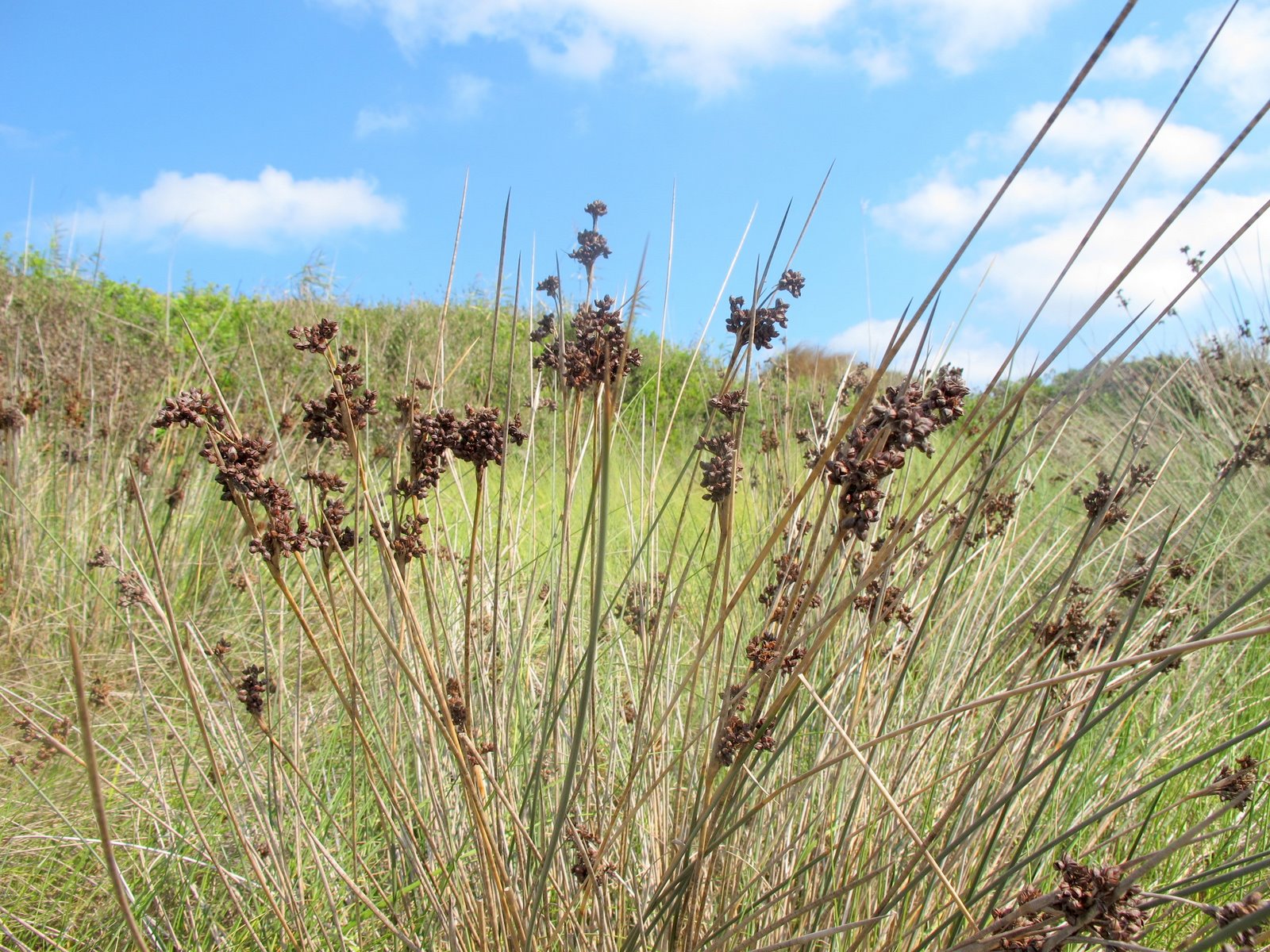 FLORA NEL SALENTO e.. anche altrove: Juncus acutus L. subsp. acutus ...
