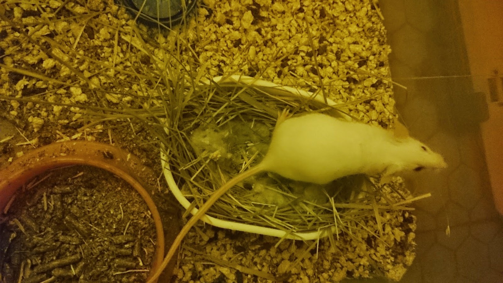 mundo roedores: El raton de laboratorio o Raton blanco