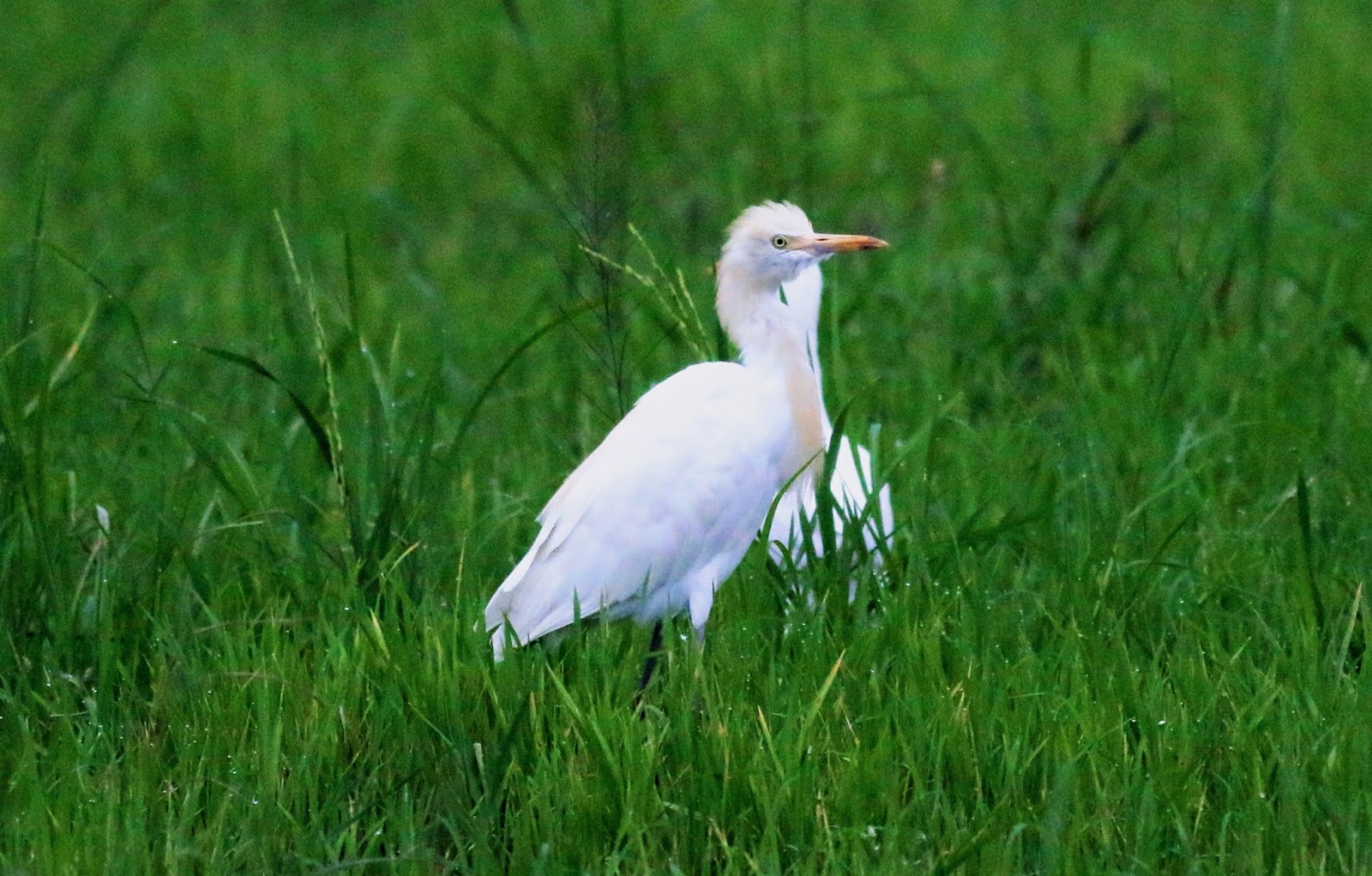 Ron-Nature-Adventures: Common Birds of Paddy Fields - Dec 2015 to Jan 2016