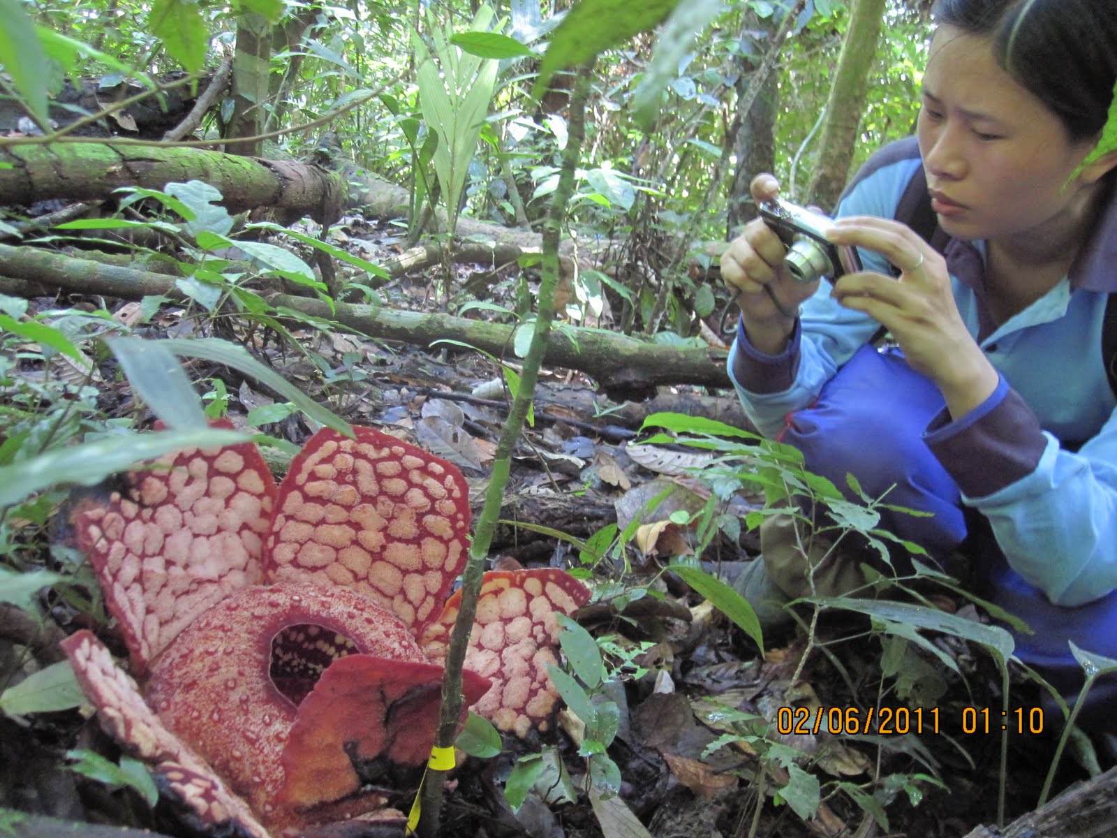THE FORESTER: RAFFLESIA TERUS BERKEMBANG LAGI