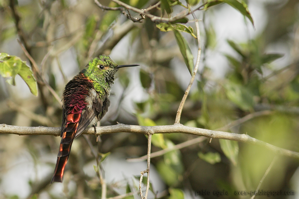 mis fotos de aves: Sappho sparganurus Picaflor Cometa Red-tailed Comet
