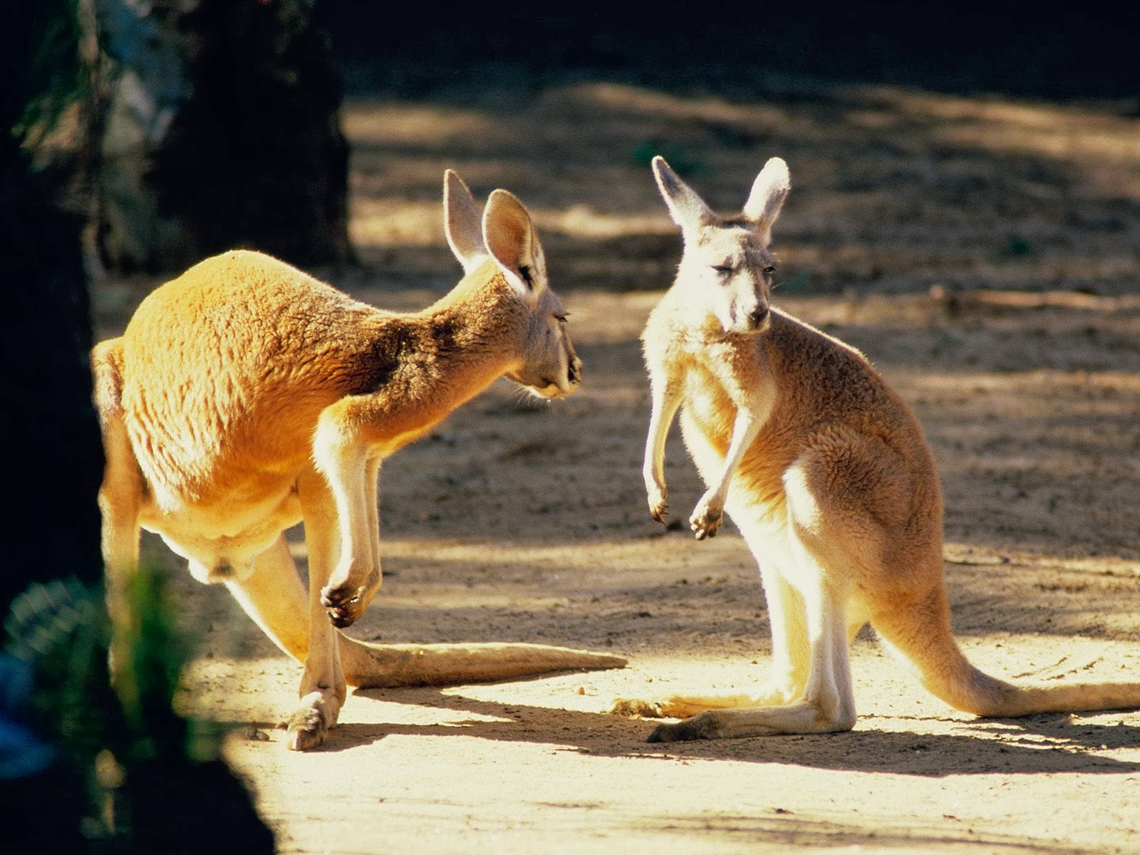 Kangaroo Wallpapers - OBAT ASAM URAT 51B333E5