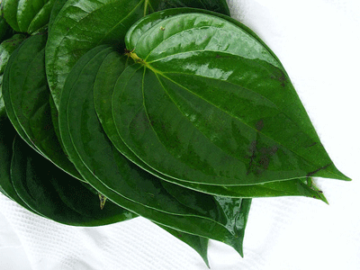 Karena Engkau, Bagian Dariku: Manfaat Dan Khasiat Daun Sirih Yang ...