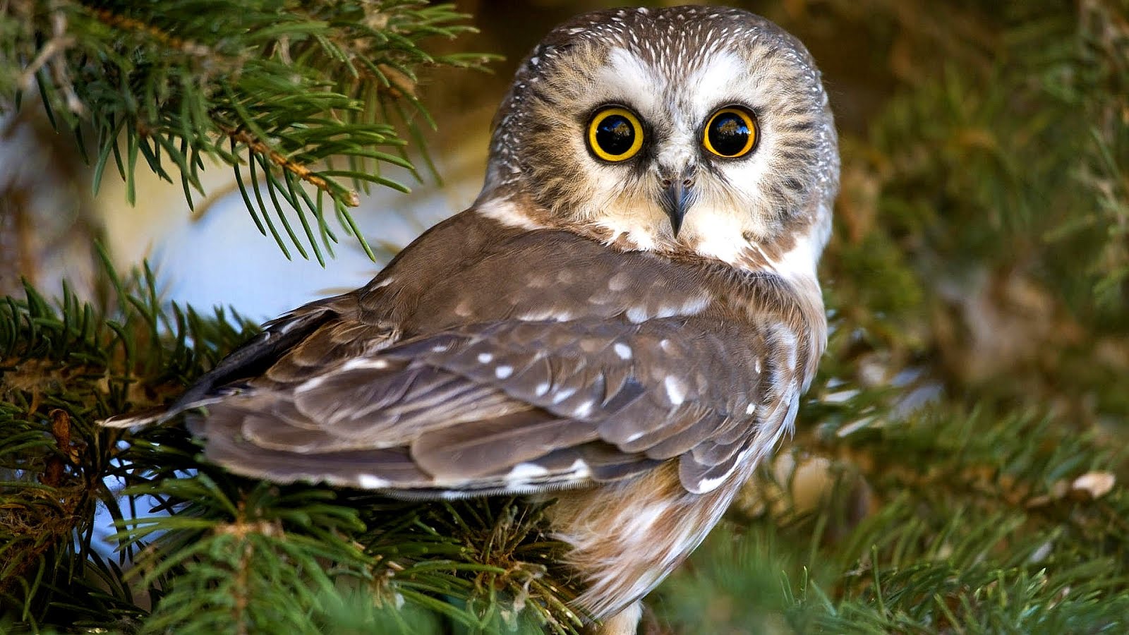 Owl - Are Owls Dangerous - Danger Choices