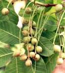 Herbs-Treat and Taste: KUSUM, CEYLON OAK, OR MACASSAR OIL TREE: HEALTH ...