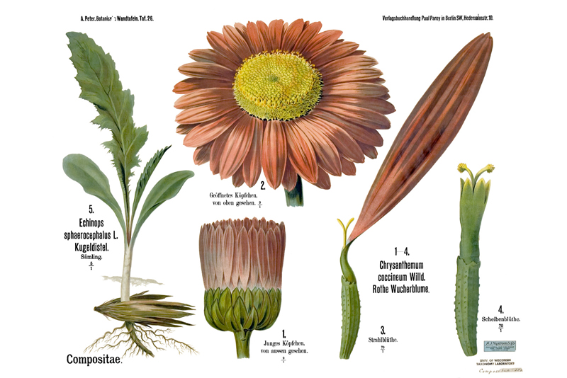 Asteraceae: Por que a Família Asteraceae?