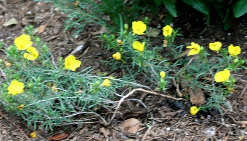 Gardening With Nature: Garden Bloggers' Bloom Day: May 2011