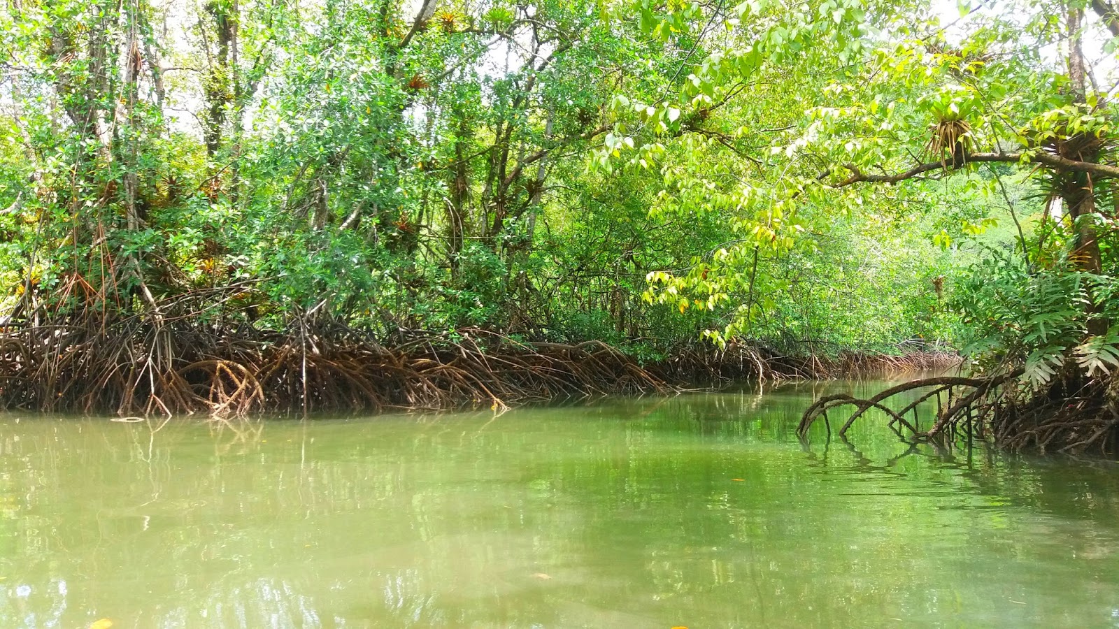 especies marinas: ¿QUE SON LOS MANGLES