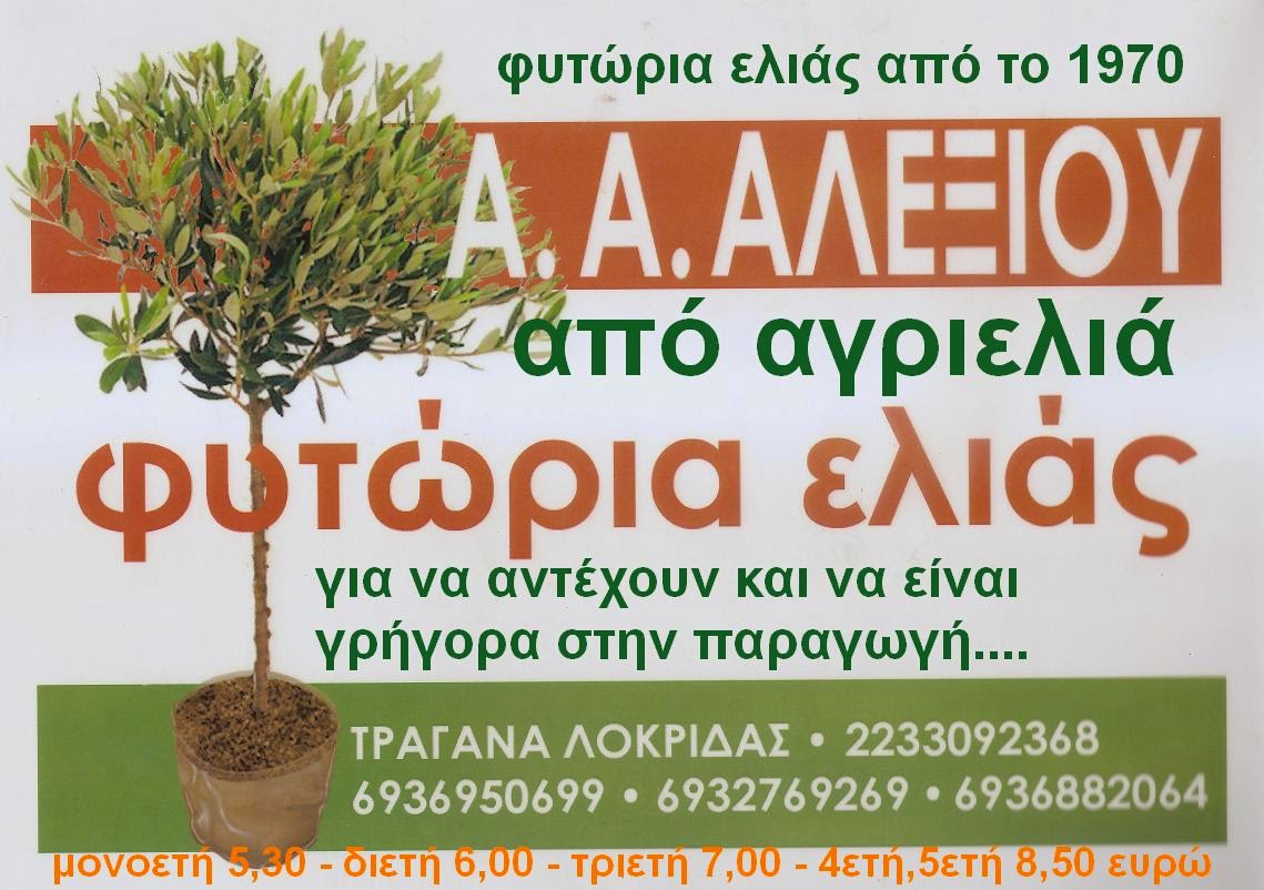 Ελιές και λάδι ελιάς Στερεάς Ελλάδας , Greek olive oil: Φυτώρια ελιάς ...
