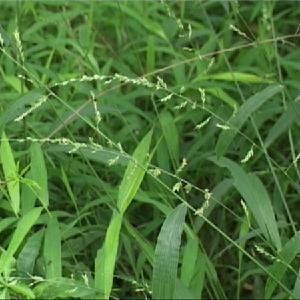 PT.TRIDA KIMIA SAKTI: Trida Up 485 SL ( HERBISIDA )