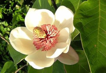 COOKING-VARIETIES : FOOD AND HEALTH BENEFITS: MAGNOLIA HERB TEA ...
