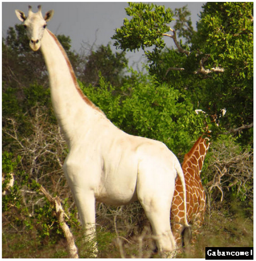 Zirafah Pelik Berwarna Putih - Gaban Comel