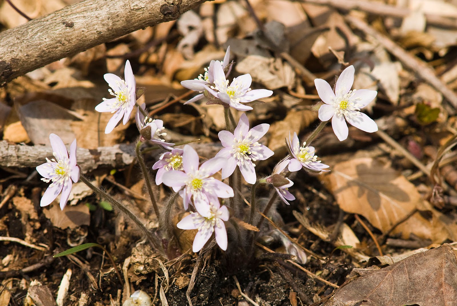 Indiana Plant A Day: Hepatica
