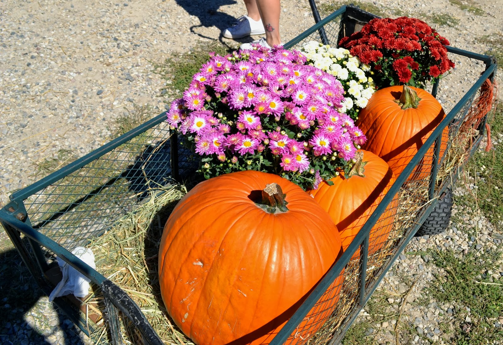 Wagner Feed: Pumpkin planters: a great decorative idea for your yard or ...