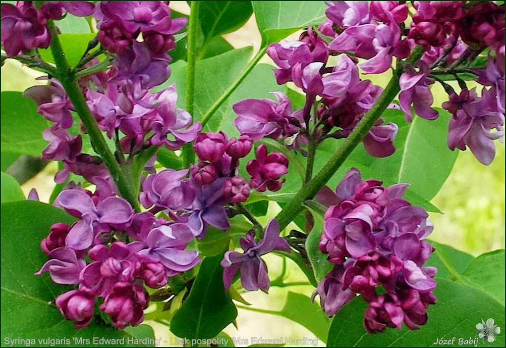 Plant Gallery - Encyklopedia Roślin: Syringa vulgaris 'Mrs Edward ...