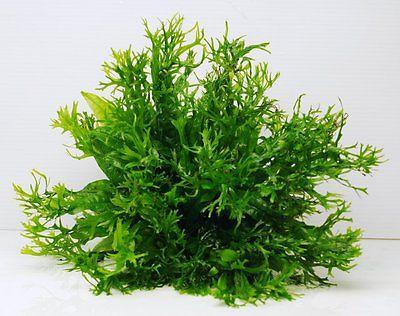 Microsorum Pteropus Windelov | Aquanect