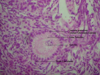 Embriologia Geral: OVOGÊNESE