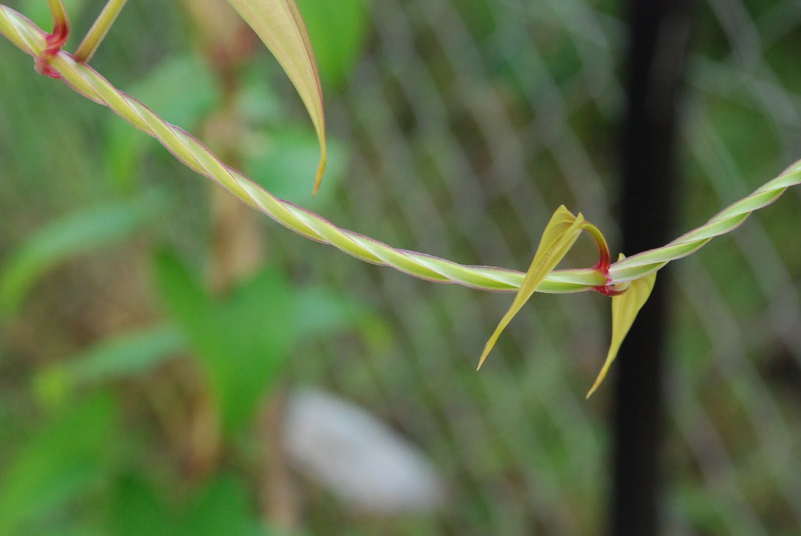 My little vegetable garden: ubi badak, doing twist