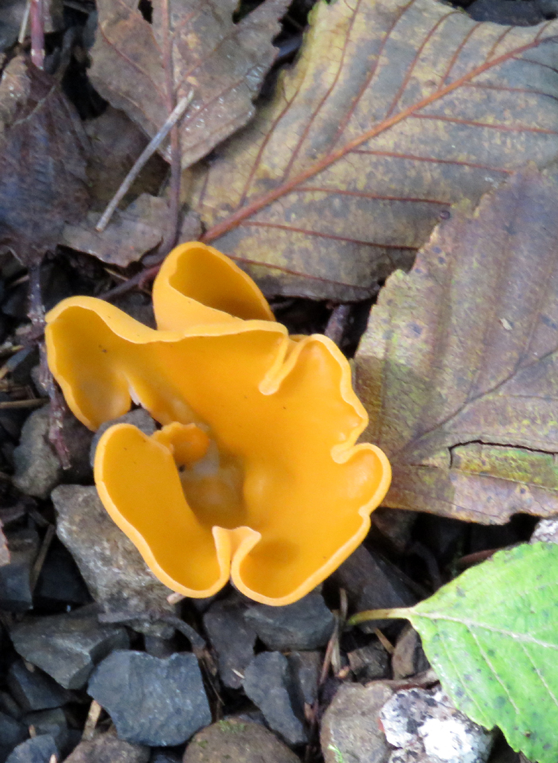 ramble & frolic: earthlings: fungi: mushrooms