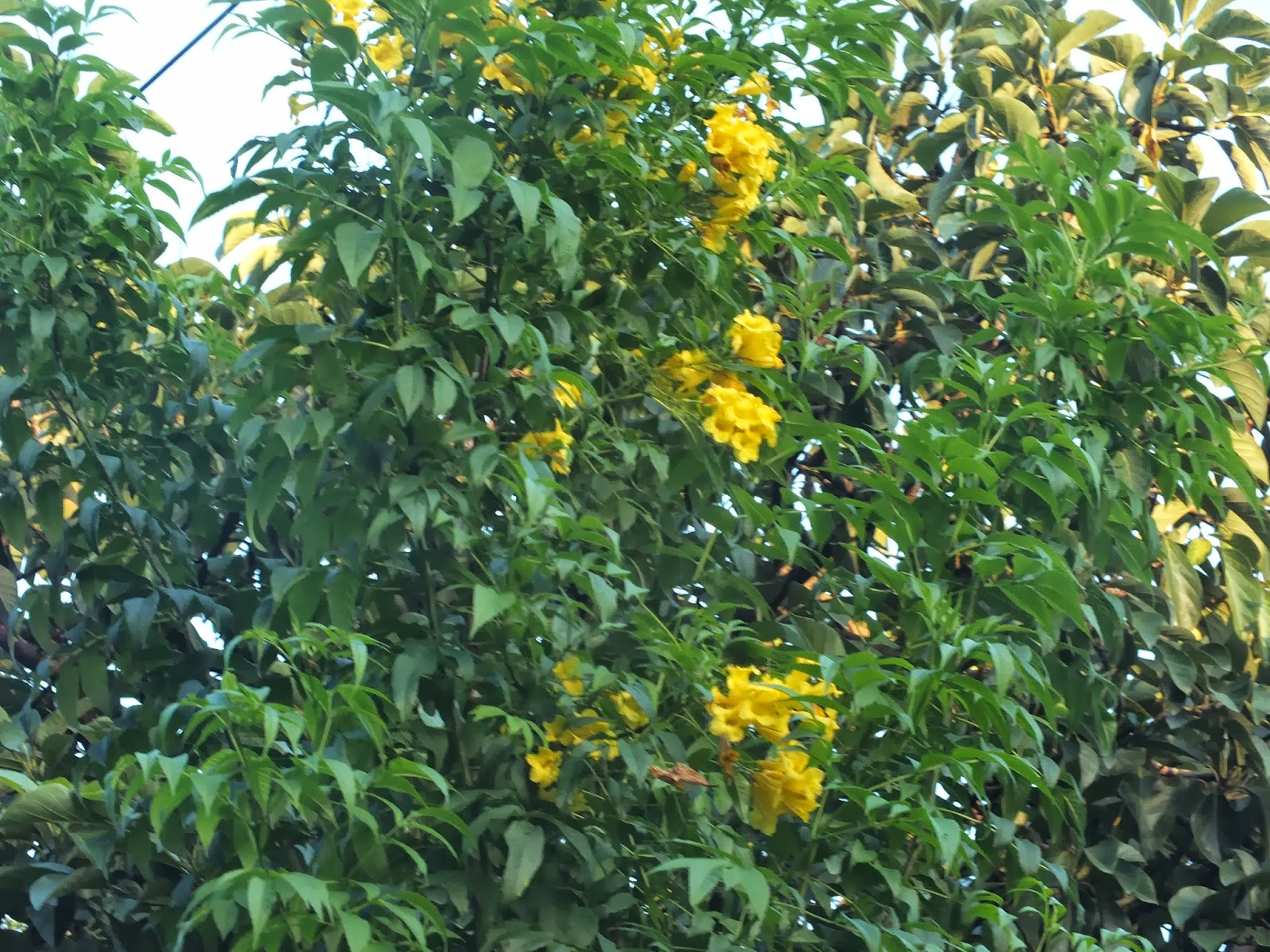 Photography with Dr. Ernie.: Yellow Bignonia, Tecoma stans