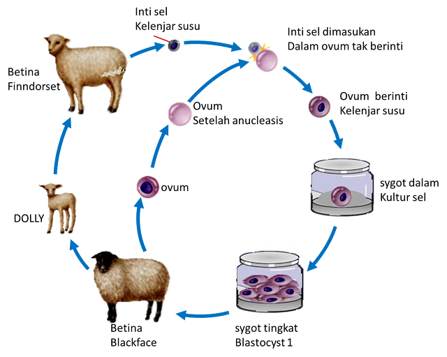 TEKNOLOGI PERKEMBANGBIAKAN HEWAN