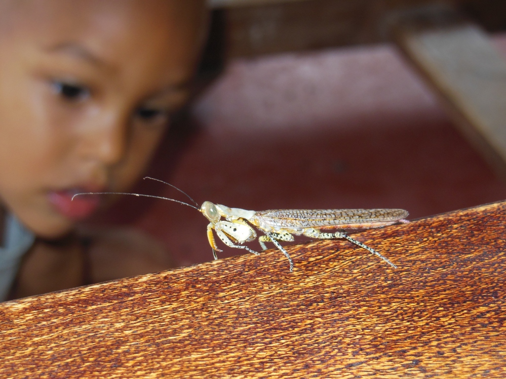 Maasai-World: Insects of Kenya