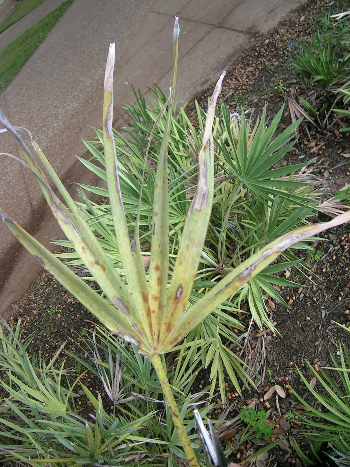 MaxwellHandiseniPLPA631