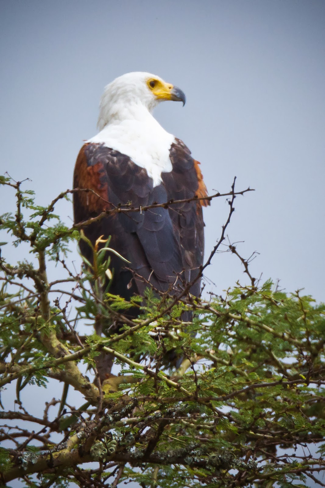 Feather Tailed Stories: African Fish Eagle (Africa Series)