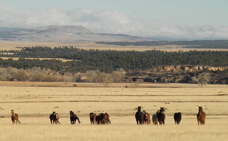 Cimarron Sky-Dog Reserve bulletin board!