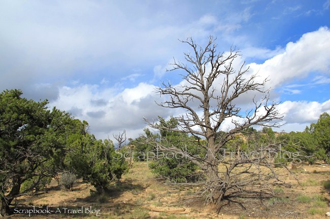 Utah State Parks- Escalante Petrified Forest | Scrapbook -A Travel Blog