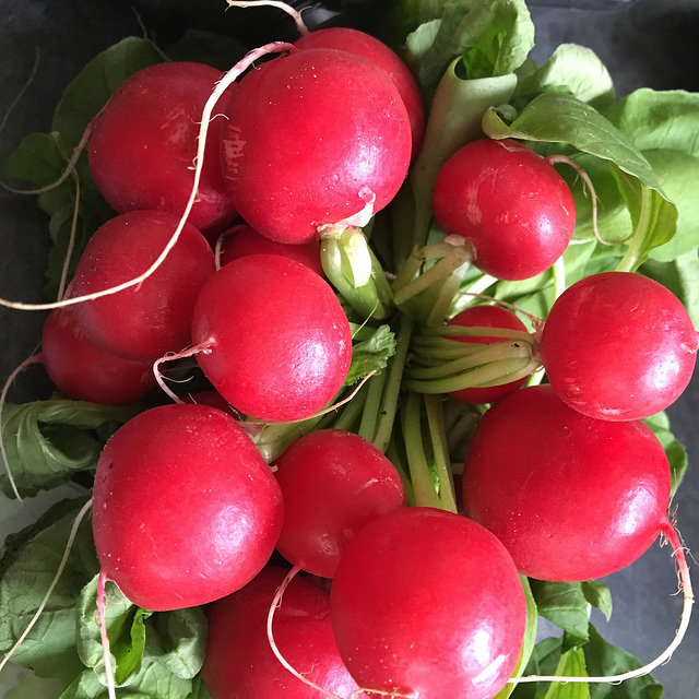 Radish - head out for Open Farm Sunday and see some growing...
